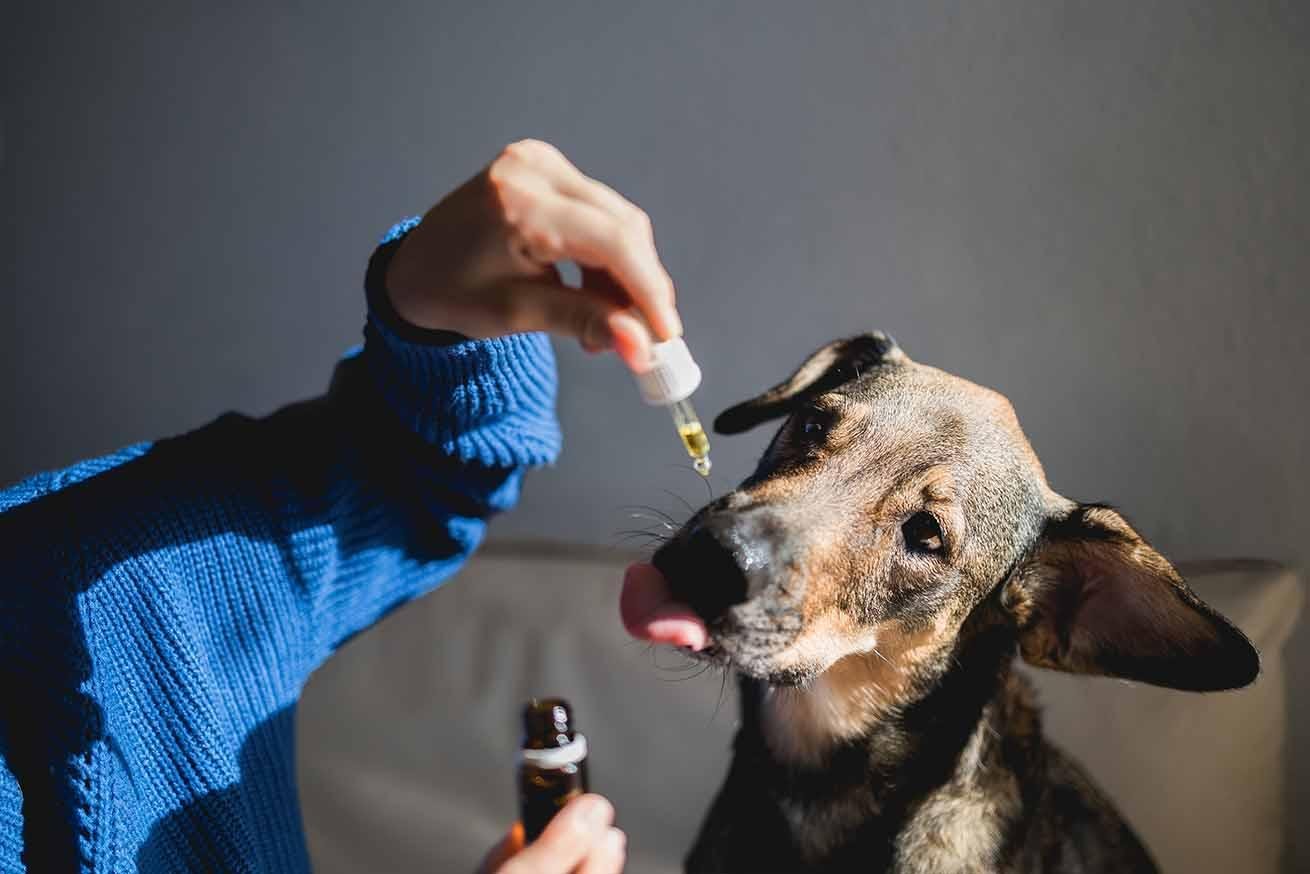 USA HEMP Brasil - Cannabis pode reduzir dor em cães com osteoartrite ...